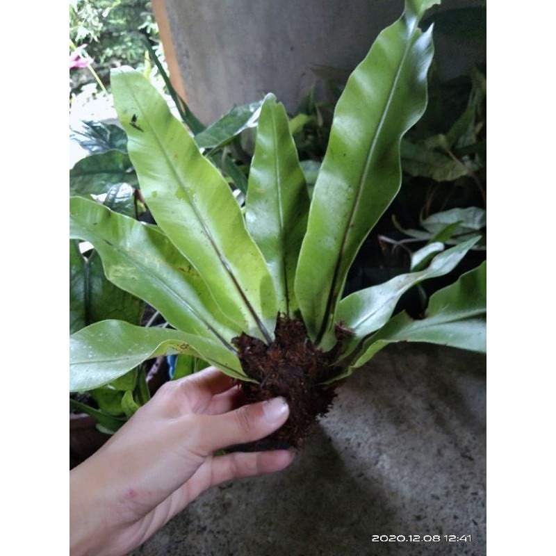 Bird nest Fern (Pakpak Lawin/Dapo) | Shopee Philippines