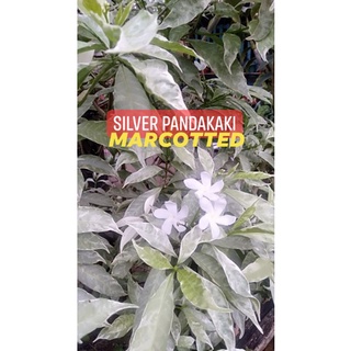 pandakaki plant - Best Prices and Online Promos - Aug 2022 | Shopee ...