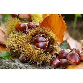 chestnut nut fruit tree | Shopee Philippines