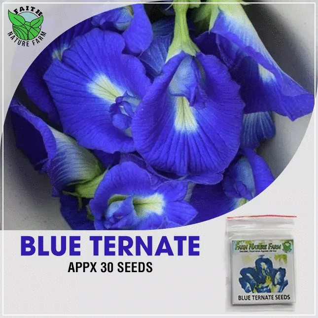 Blue Ternate Seeds (30 seeds) Butterfly Pea / Clitoria Ternatea seeds ...