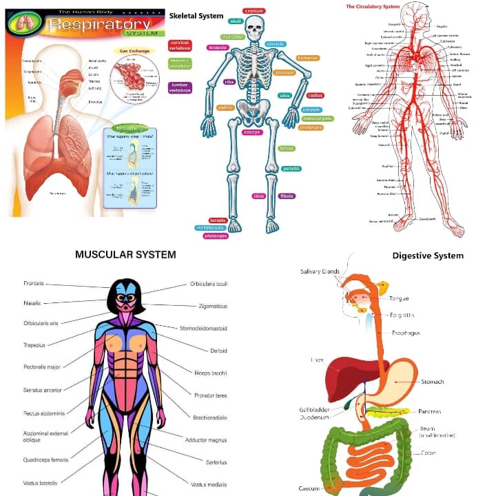 Respiratory System, Nervous System, Skeletal System, Digestive System ...