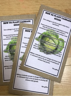 Cabbage Vegetable (Repolyo 35Seeds) | Shopee Philippines