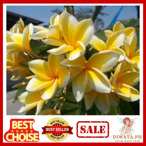 Hawaiian Calachuchi Yellow Frangipani Kalachuchi Fragrant Plumeria ...