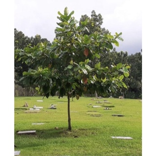talisay tree - Best Prices and Online Promos - Mar 2023 | Shopee ...