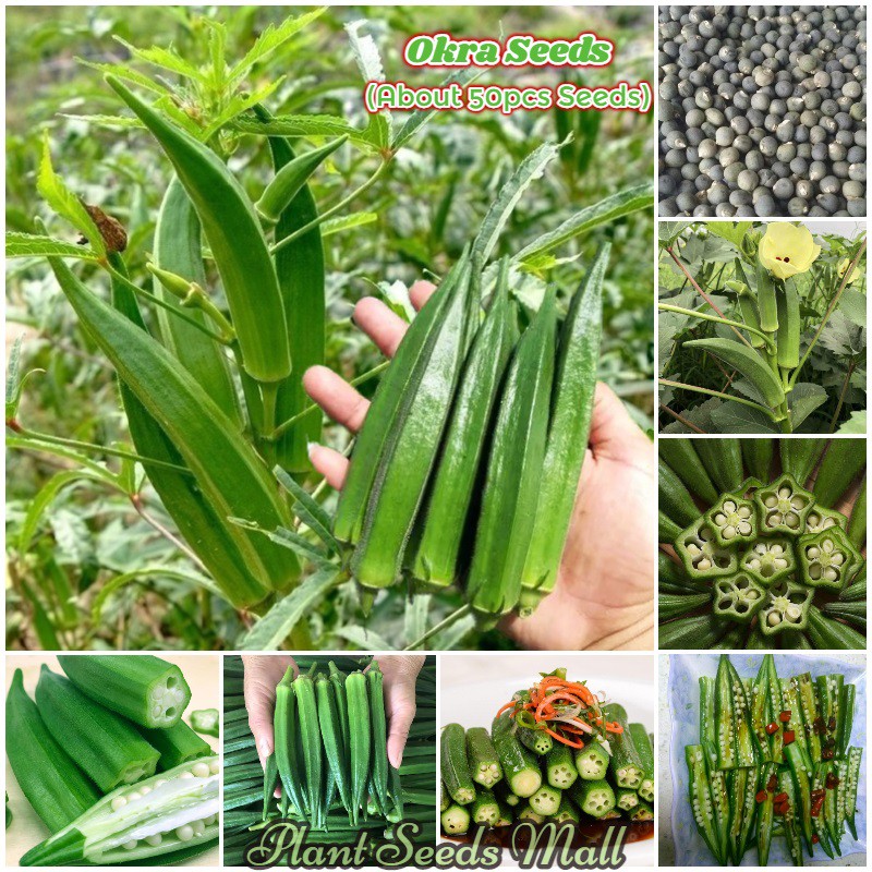 [Fast Germination] Okra Seeds (Smooth and Green) Bonsai Seed Healthy ...