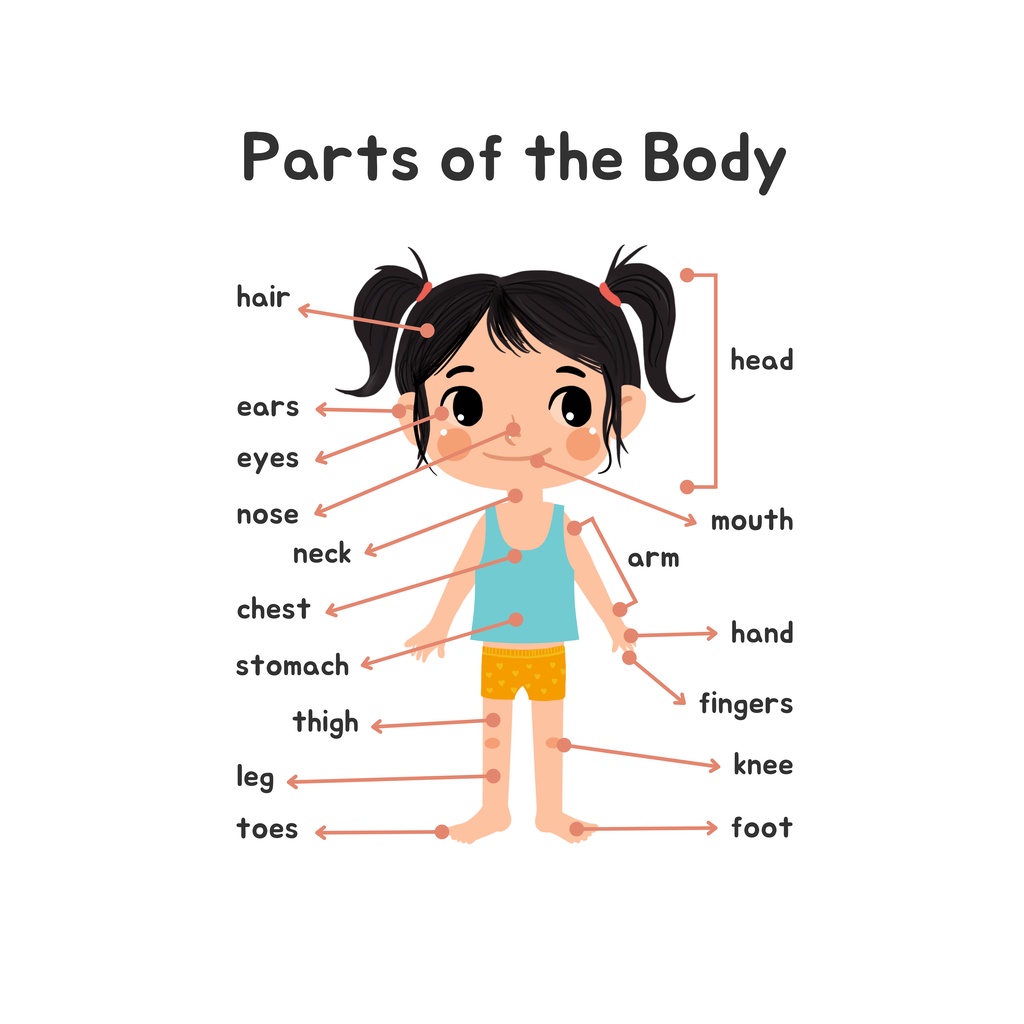 Science Body Parts Anatomy Heart Digestive Brain System Laminated Chart ...