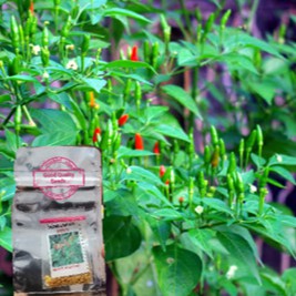 WILD SILING LABUYO SEED`S native sili | Shopee Philippines