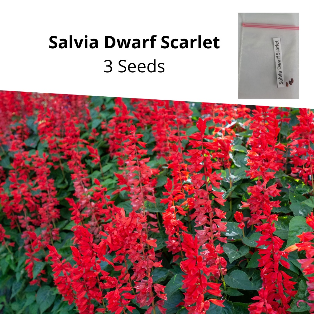 Salvia Dwarf Scarlet Seeds | Shopee Philippines