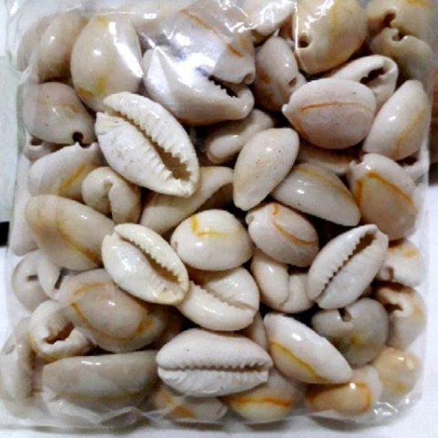 Sigay Sea Shells Small for Sungka | Shopee Philippines