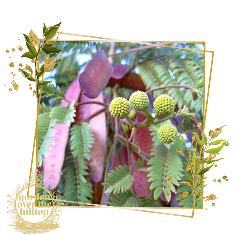 ipil ipil/ipil-ipil/river tamarind/guaje/miracle tree seeds and ...