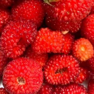 Sapinit or Philippine Wild Raspberry Live Planting Material | Shopee ...