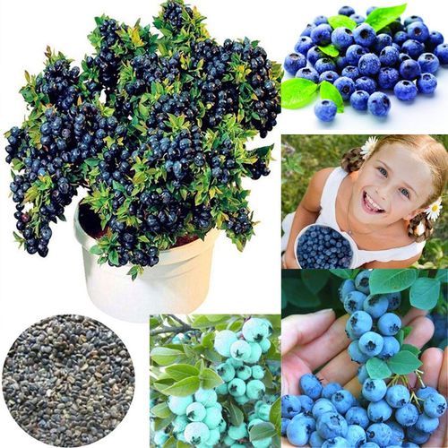 20 Seeds/bag Blueberry Seeds Edible Fruit Tree Seed Bonsai Plant Blue ...