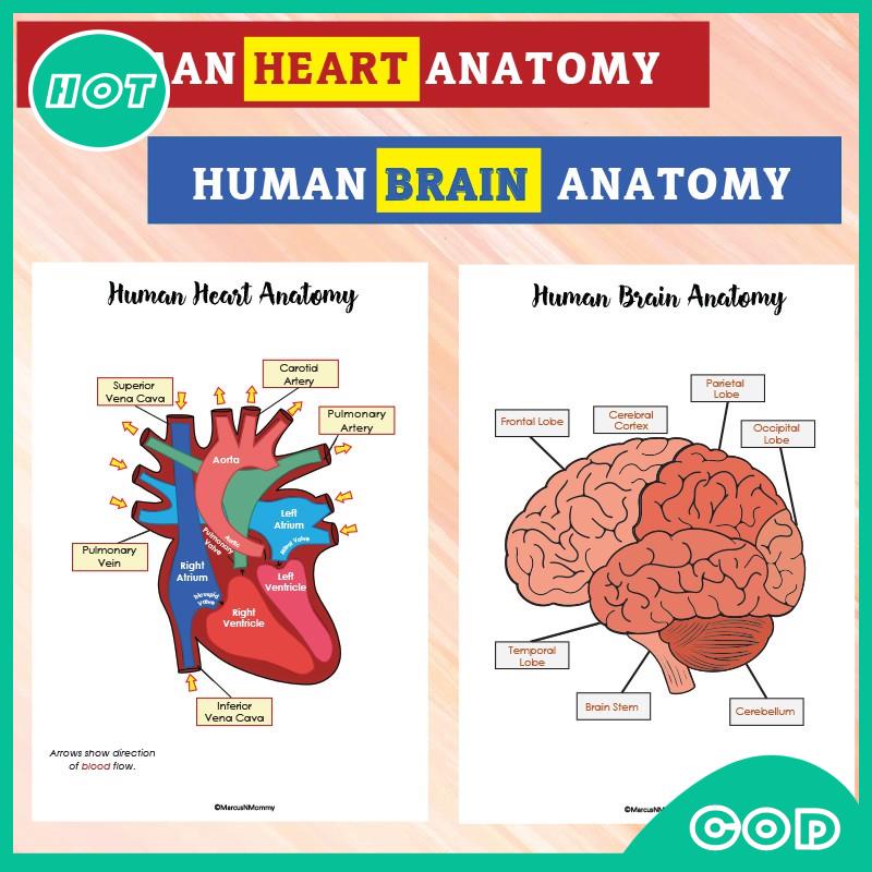Human Brain Diagram For Kids