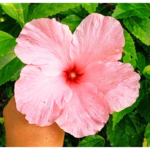 Giant Gumamela / Hibiscus Pink Flower live Plant well rooted / Imported variety | Shopee Philippines