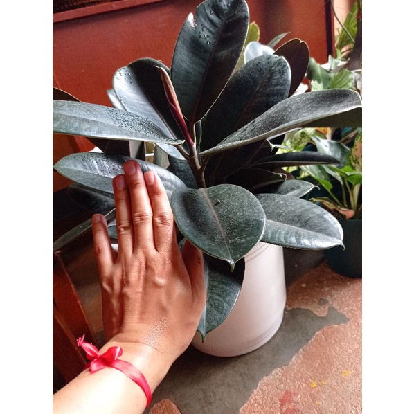Black prince rubber tree [actual picture ] | Shopee Philippines