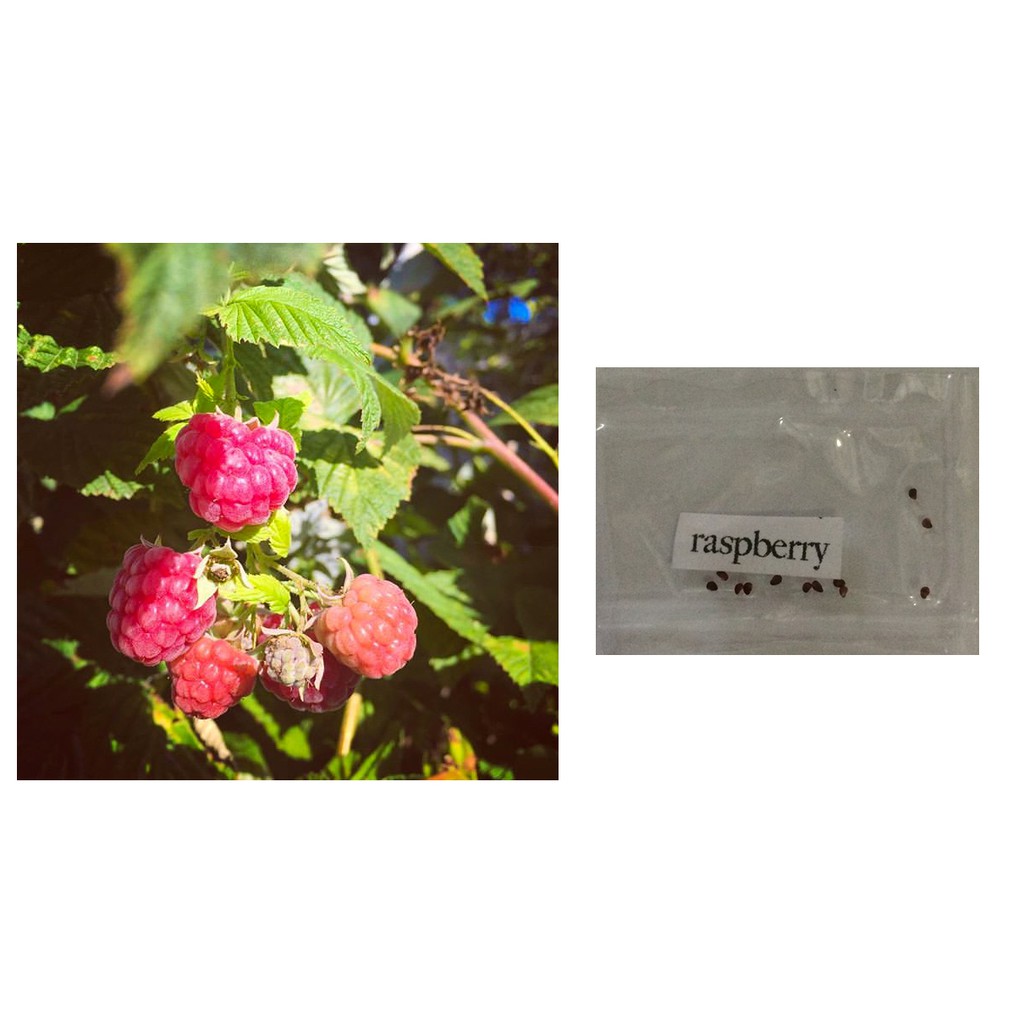 raspberry fruit tree plant seeds | Shopee Philippines