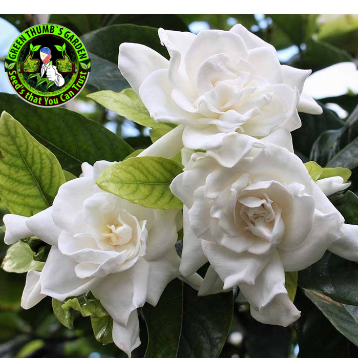 Rosal live plant (Gardenia angustifolia) FLOWERING STAGES | Shopee Philippines