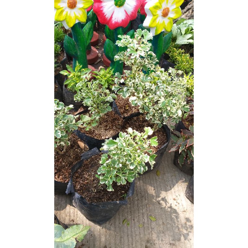 Variegated Papua Kalipay (in seedling bag) | Shopee Philippines