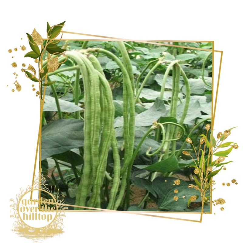 pole string beans/pole sitao/sitaw seeds - red and white | Shopee ...