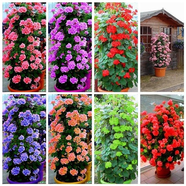 100 Pcs Rare Climbing Geranium Pelargonium Seed Peltatum Tree Bonsai ...