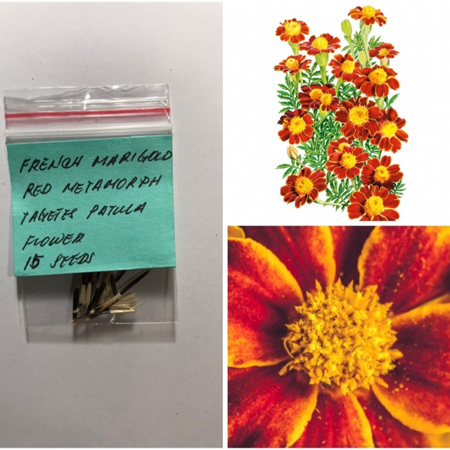 French Marigold Red Metamorph Tagetes Patula Flower Seeds | Shopee ...
