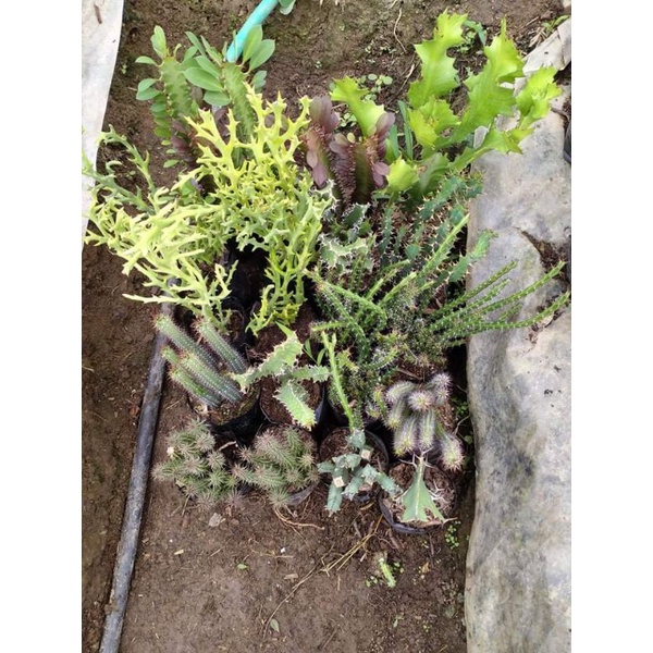 Euphorbia Cactus (Live Plant) | Shopee Philippines