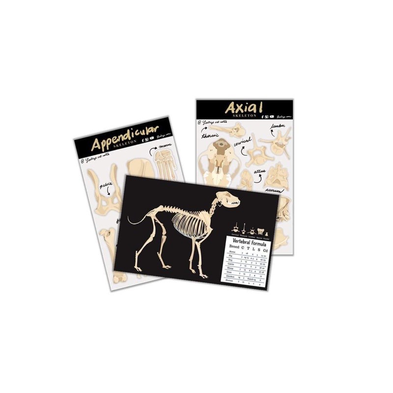 Skeletal System Stickers | Shopee Philippines