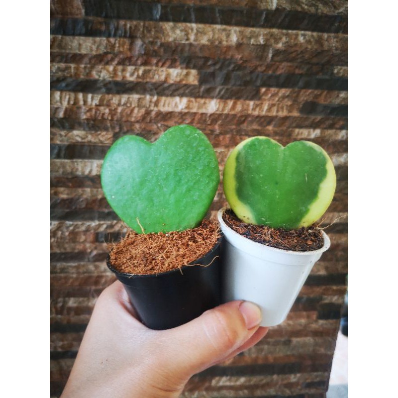Hoya Kerrii For Sale! (Heart Shaped Plant) | Shopee Philippines