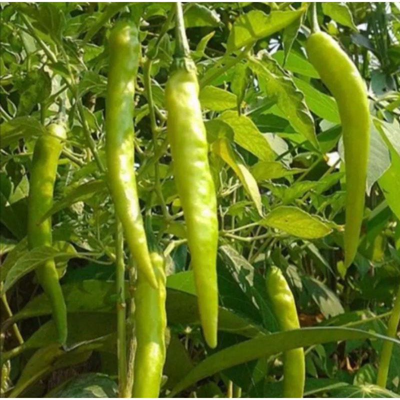 Fresh Siling Green/Siling Panigang Seeds(15 pcs per pack) | Shopee ...