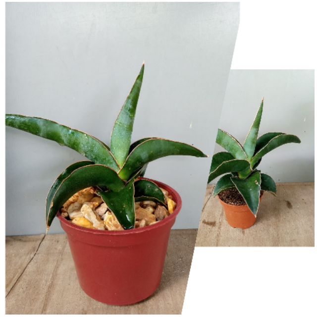 Sansevieria Small Size Indoor Plant Snake Plant | Shopee Philippines