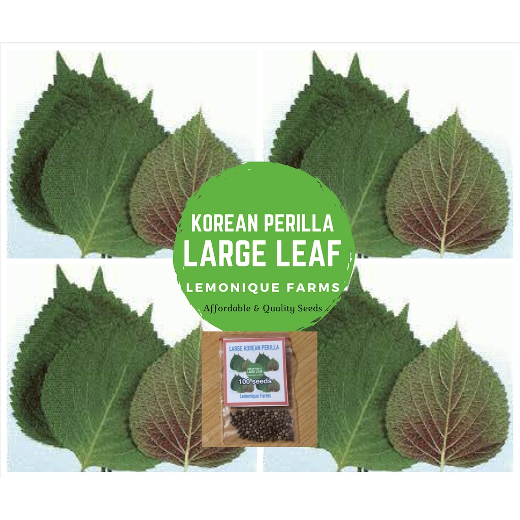 Large Leaf Korean Perilla | Perilla Korean | Large Korean perilla Seeds ...