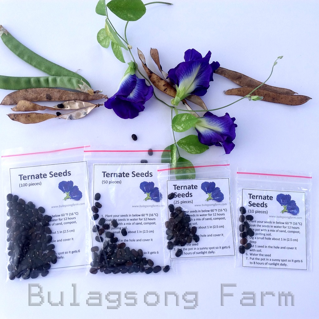 Blue Ternate Seeds Herbal (10 pcs/ 25 pcs / 50 pcs/ 100 pcs) | Shopee ...