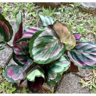 Calathea Maria Small to Medium | Shopee Philippines