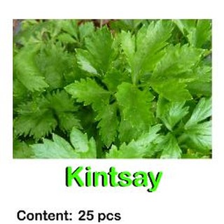 Herbs Seeds Sweet Basil Kintsay Celery Parsley Wansoy Chives Peppermint ...