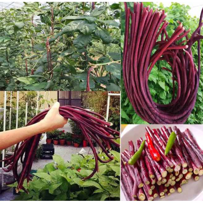 Red Long Beans Sitao Vegetable Seeds ( 30 seeds ) - Basic Farm House ...