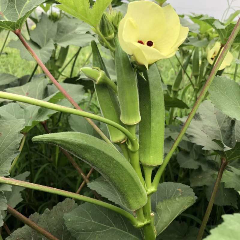 [Fast Germination] Okra Seeds (Smooth and Green) Bonsai Seed Healthy ...