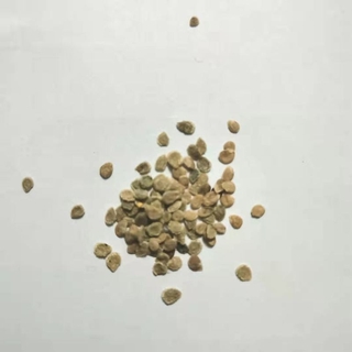 20pcs Kamatis Tomato Seeds Vegetable Seeds Fresh From Farm Seeds ...