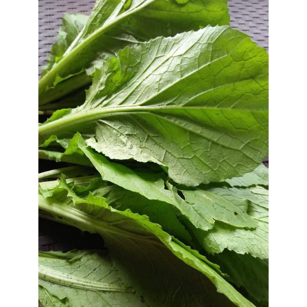 Mustasa Seeds For planting 100 Seeds | Shopee Philippines