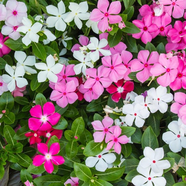Vinca Seeds / Periwinkle Seeds - Dwarf Mixed Color | Shopee Philippines
