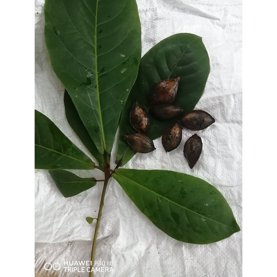 Talisay Tree Seeds/ Indian Almond / Tropical 7 seeds | Shopee Philippines