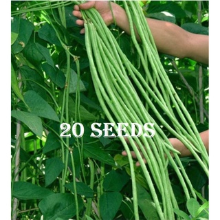 sitaw / string bean seeds - 20pesos per pack - condor seeds - vegetable ...