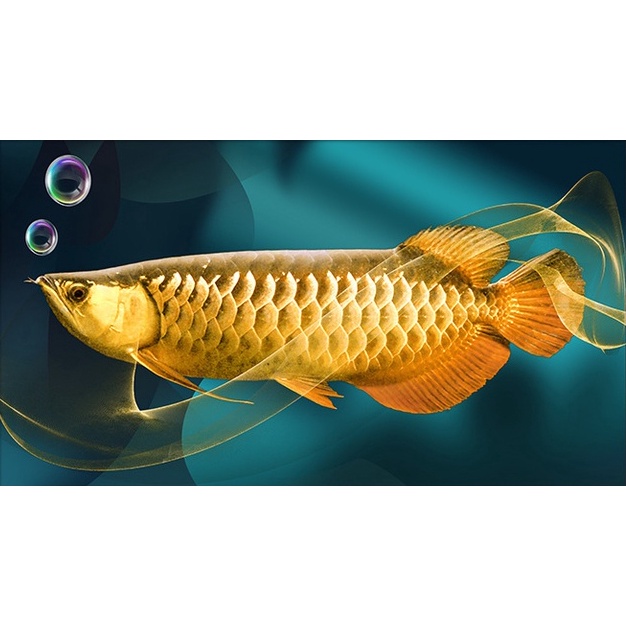DIY 5D Diamond Painting, Arowana, Fish, Round Diamond/square Diamond ...