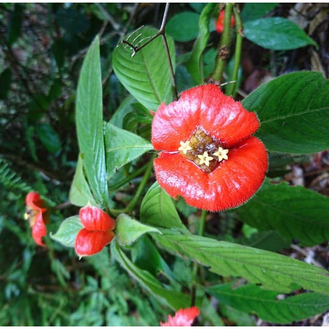 Grow Red Lips Flower Seeds | Lipstutorial.org