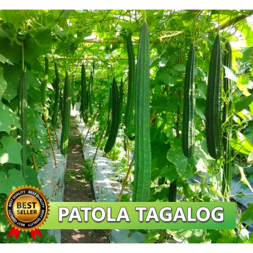 10pcs SEEDS - F1 PATOLA TAGALOG SEEDS/PRIMERA VARIETY/HIGH YIELDING ...