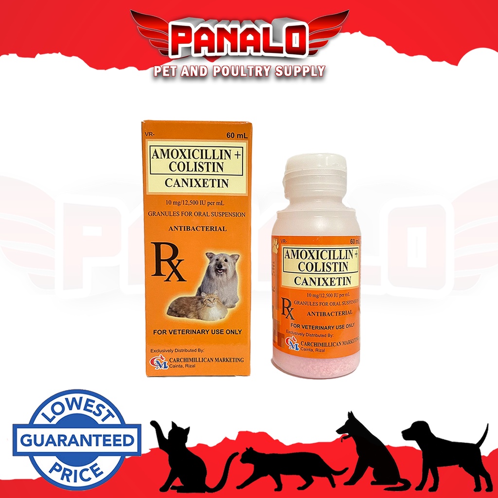 Can Dogs Use Amoxicillin