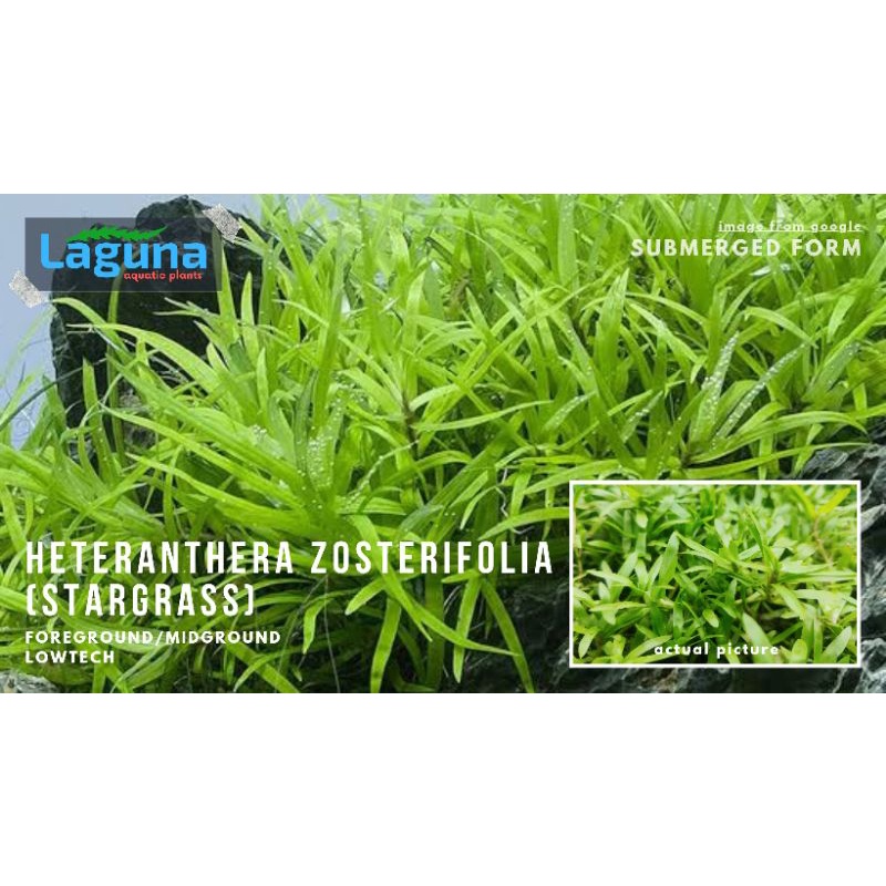 Stargrass / Heteranthera Zosterifolia lowtech foreground aquatic plants ...