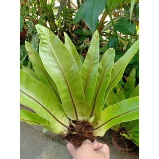 pakpak - Best Prices and Online Promos - Jan 2023 | Shopee Philippines