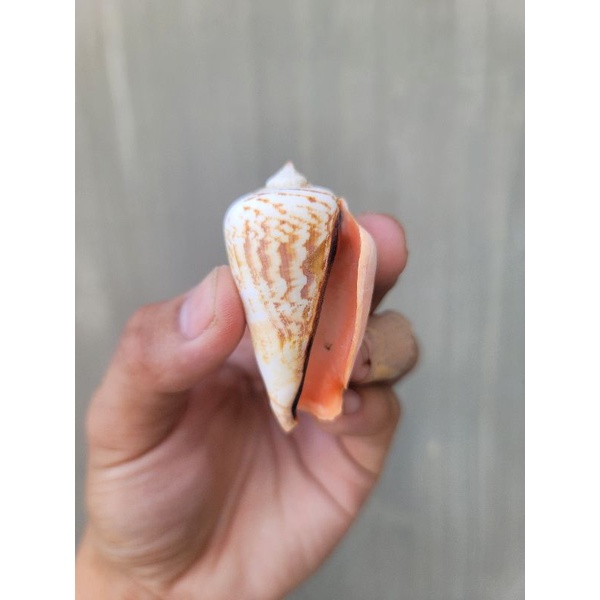 Sea Shells - Strombus luhuanus | Shopee Philippines