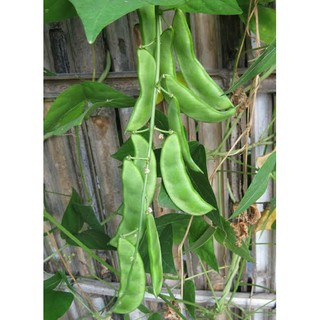 Patani Seeds / Lima Bean Seeds / Vegetables Seeds | Shopee Philippines