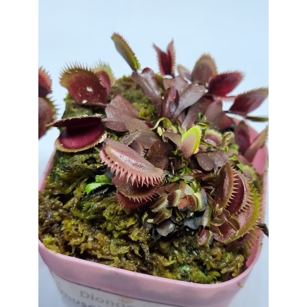 Dionaea muscipula red pi-ran-ha venus flytrap (actual plant pic) | Shopee Philippines